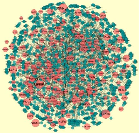 The Network Of Down Regulated Degs And Their Related Mirnas The Red Download Scientific