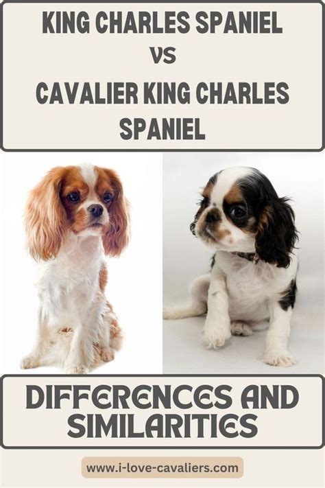 King Charles Spaniel Vs Cavalier King Charles Spaniel King Charles