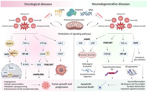 Schematic Illustration Of The Negative Role Of Mitochondrial Download Scientific Diagram