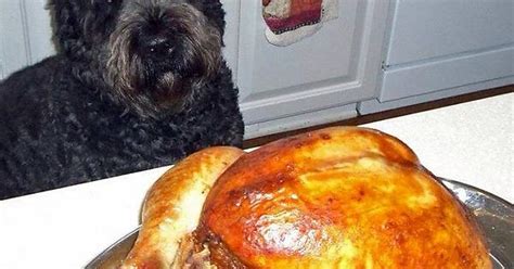 Tbt Throwback Turkey Imgur