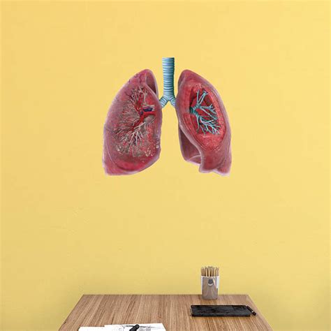 Lungs Cross Section Decal Shop Fathead Anatomical Images Graphics
