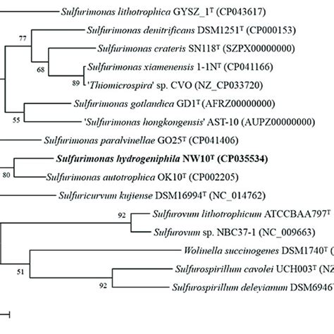 Phylogenetic Tree Inferred Using Ubcgs Showing The Position Of Download Scientific Diagram