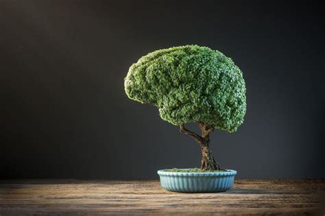 Can Plants Think The Burgeoning Field Of Plant Neurobiology Has A Lot