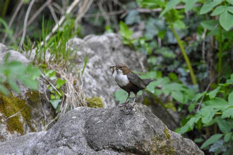 Свободни от Свободни от инвазивни чужди растения