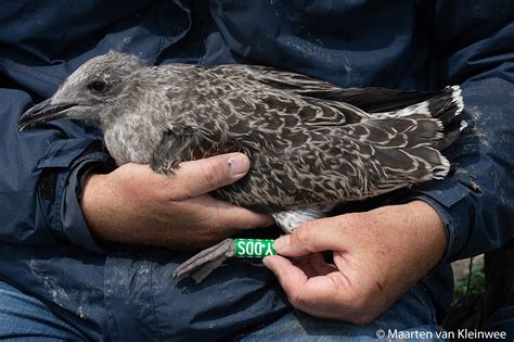 Gull Research Organisation