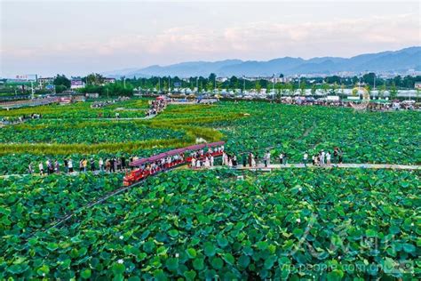 重庆梁平：火车穿梭荷田 感受乡村和美 人民图片网