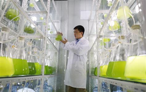 山东首个藻类活性细胞生物肥项目落户乐陵德州24小时