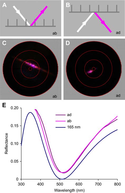 Scatterometry And Microspectrophotometry On Single Wing Scales Of P