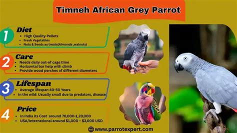 Timneh African Grey Parrot Lifespan Size Diet Price And Facts