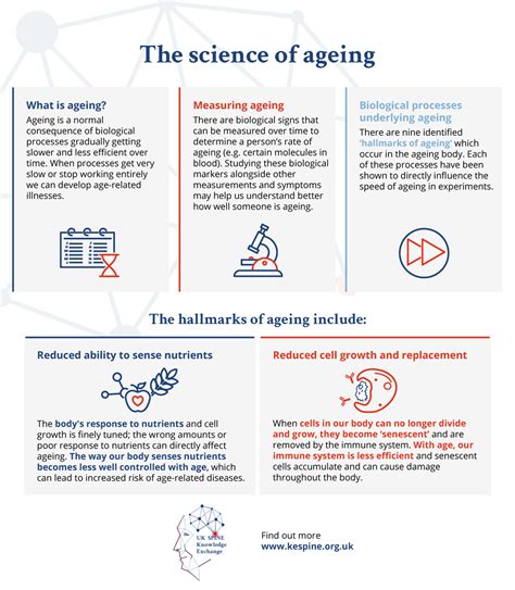 The Science Of Healthy Ageing British Society For Immunology