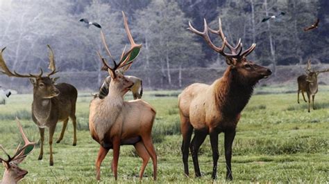 Best Elk Call And Elk Sounds Youtube
