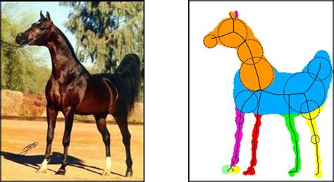 Skeleton Based Object Segmentation Left The Original Image Right