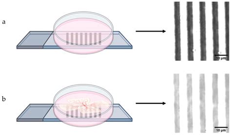 Svm Based Optical Detection Of Retinal Ganglion Cell Apoptosis