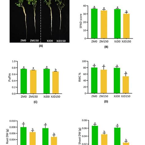 The Variation Of Morphological And Physiological Indices In Two Download Scientific Diagram