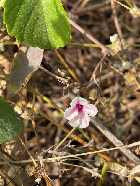 Ipomoea Acanthocarpa Eflora Of India