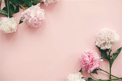 분홍색 종이 평면에 세련 된 분홍색과 흰색 모란 국경 텍스트 공간을 배치 행복 한 어머니의 날입니다 국제 여성의 날입니다 인사말 카드 이랑 크리에이티브 헬로 스프링 이미지