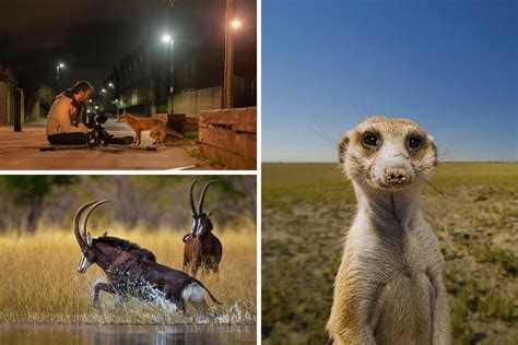 Природа и животные на снимках Нила Олдриджа Dymontiger — Livejournal