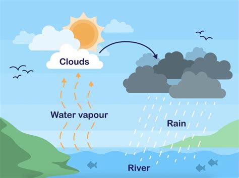 Water Cycle Diagram Process Importance Geniebook
