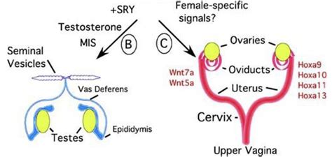 Endocrine Disruptors Youre Soaking In Them
