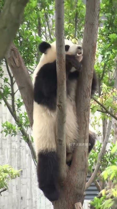 Giant Panda Beichen Hangs On The Tree And Shows A Smiling Face Cute Funny Cutepanda