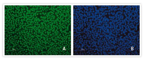Cellartis Def Cs 500 Culture System