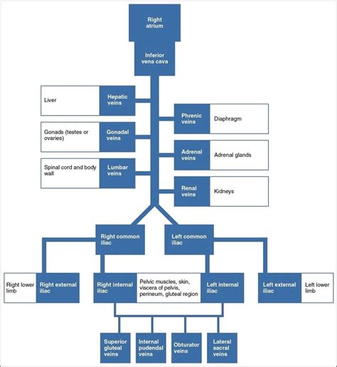Flowchart Veins Into Venacava Anatomy System Human Body Anatomy