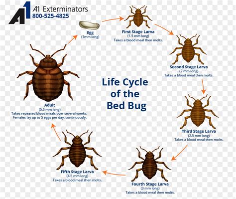 Stage Spreading Insect The Bed Bug Bed Bug Bite Control Techniques Png