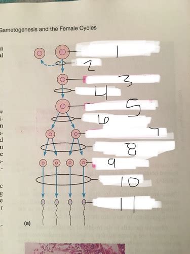 Reproductive System Flashcards Quizlet