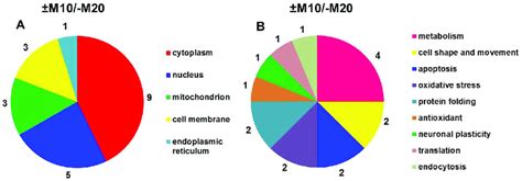 Subcellular Localization A And Functional Significance B Of