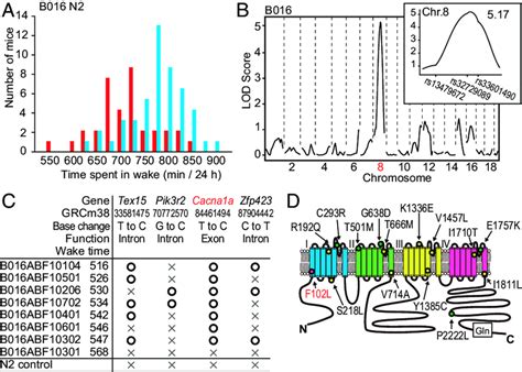 Identification Of The Cacna1a Gene Mutation In The Drowsy Pedigree Download Scientific Diagram