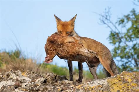 Comment Protéger Les Poules Des Renards 6 Astuces Ingénieuses