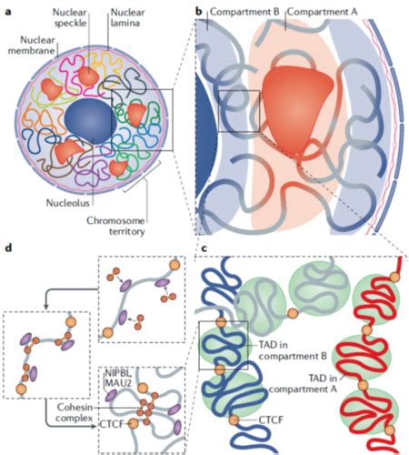 Lecture Regulation Of Gene Expression II Flashcards Quizlet