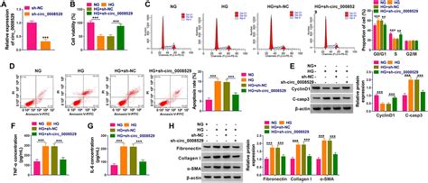 Interfering Circ0008529 Rescued Renal Tubular Cell Function In Hg