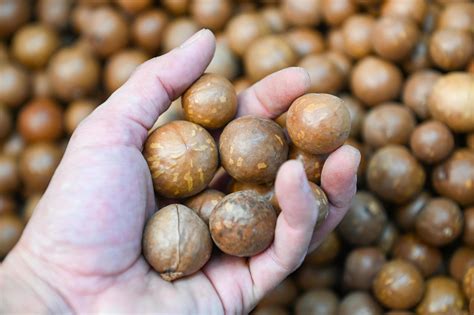 Macadamia Nuts On Hand Fresh Natural Shelled Raw Macadamia Nuts In A Full Frame Close Up Pile