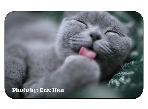 Decoding Cat Behavior A Guide To Understanding And Nurturing Feline Q