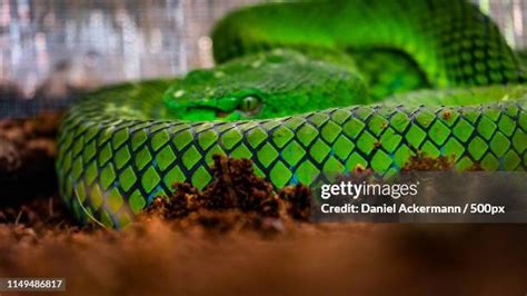 Python Pits Photos And Premium High Res Pictures Getty Images