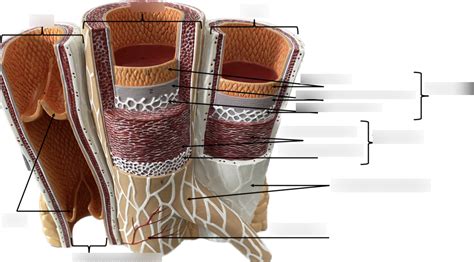 Artery Vein Anatomy Diagram Quizlet Artery Vein Anatomy Diagram Quizlet