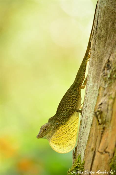 Anolis Huilae Displaying Anole Annals