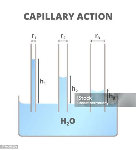 모세관 현상 작용 또는 모세관 현상 물이 담긴 용기 및 시험관 접착력 응집력 및 표면 장력 더 얇은 튜브의 물은 더 넓은 튜브보다 높게 상승합니다 모세관에 대한 스톡 벡터