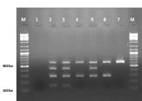 Figure 1 From Identification Of Staphylococcus Aureus And Coagulase