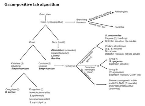 Jayhawk Infectious Diseases Gram Positive Laboratory Algorithm