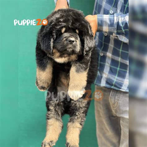 Tibetan Mastiff Price Majestic Loyal And Kci Certified Mastiff Puppies