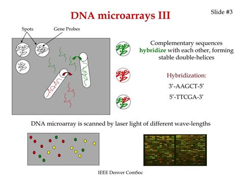 Ppt Quality And Error Control Coding For Dna Microarrays Powerpoint Presentation Id6999512