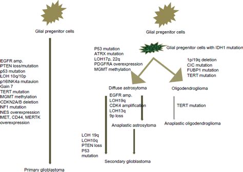 An Illustration Demonstrating The Pathways Of Primary And Secondary Gbms Download Scientific
