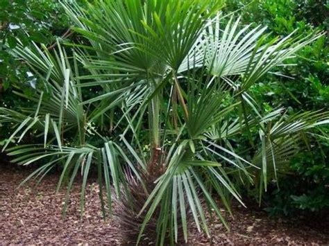 Rhapidophyllum Hystrix Info Page