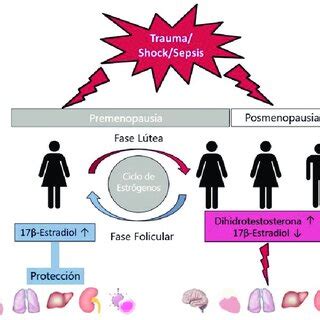 Gu A Del Revisor Para Evaluar El Sexo Como Variable Biol Gica Sabv Download Scientific