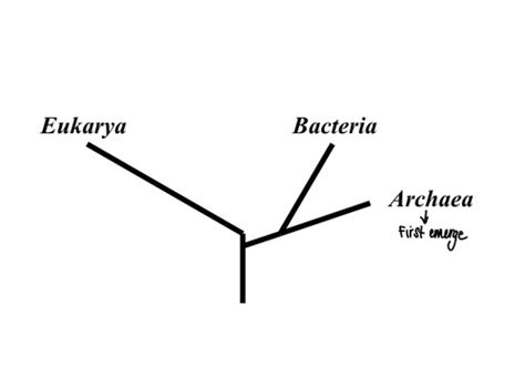 Origins Of The Eukarya Boden Flashcards Quizlet