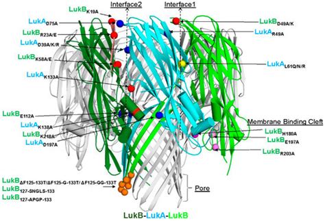 Toxins Special Issue Staphylococcus Aureus Toxins