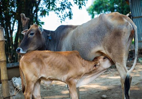 Um Bezerro Bebendo Leite De Uma Vaca Em Uma Aldeia Rural Mãe Vaca