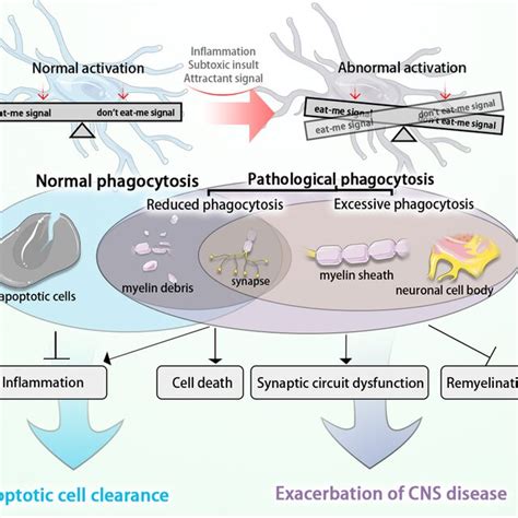 Signals And Molecules Of Pathological Phagocytosis Between Microglia Download Scientific